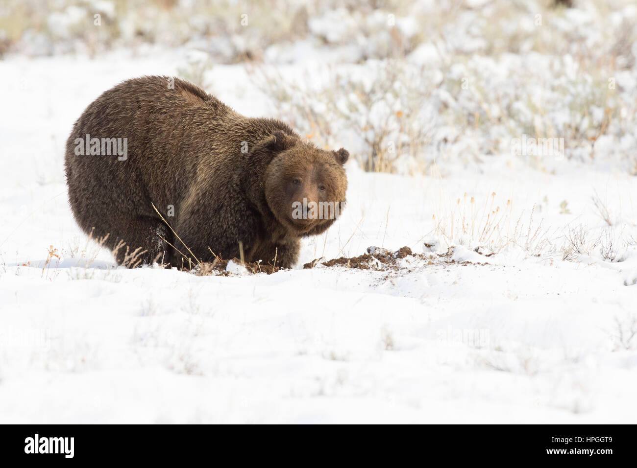 Grizzly bear (#399) digging in the ground for nuts, tubers and seeds ...