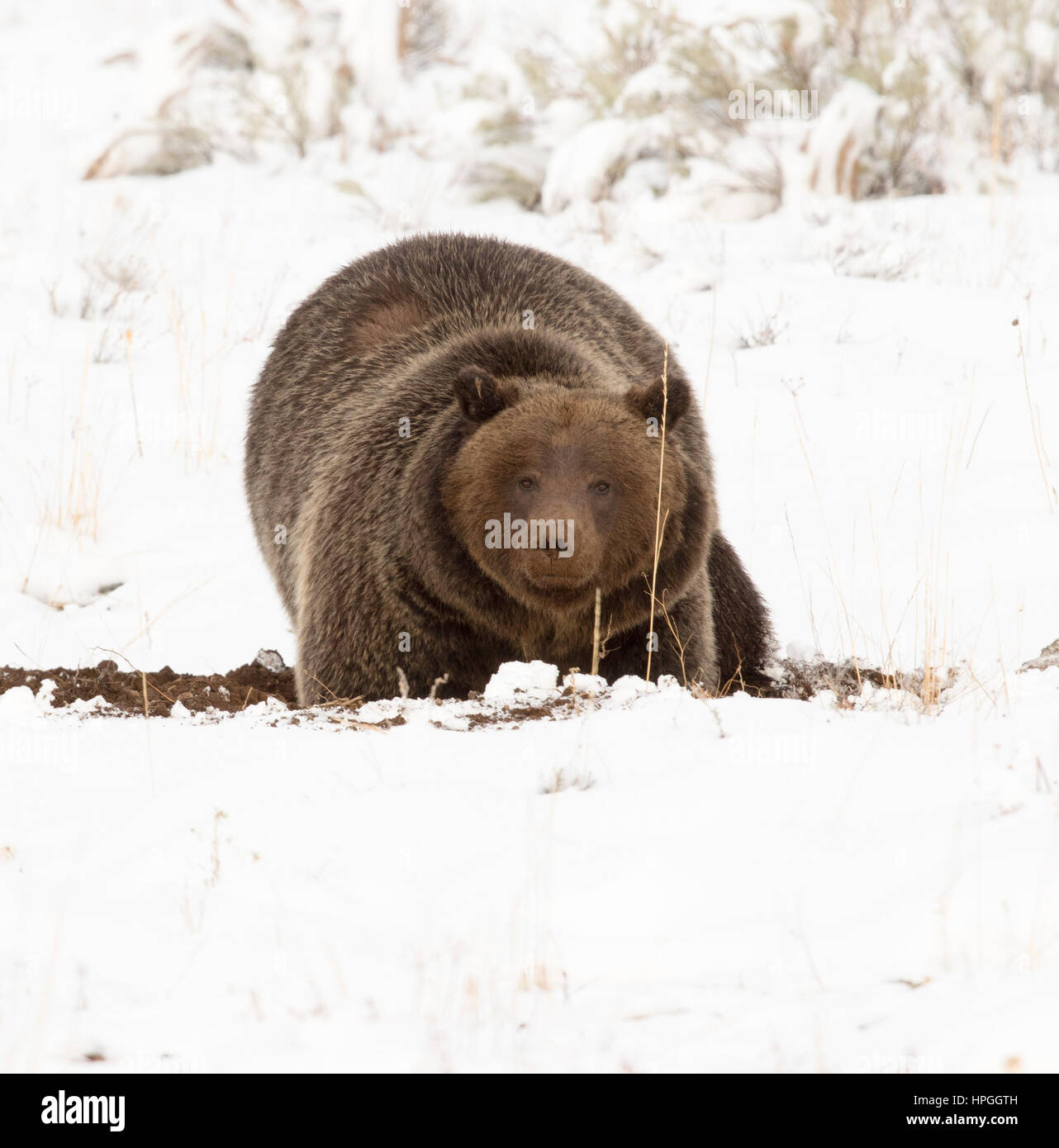 Jackson hole grizzly bear hi-res stock photography and images - Alamy