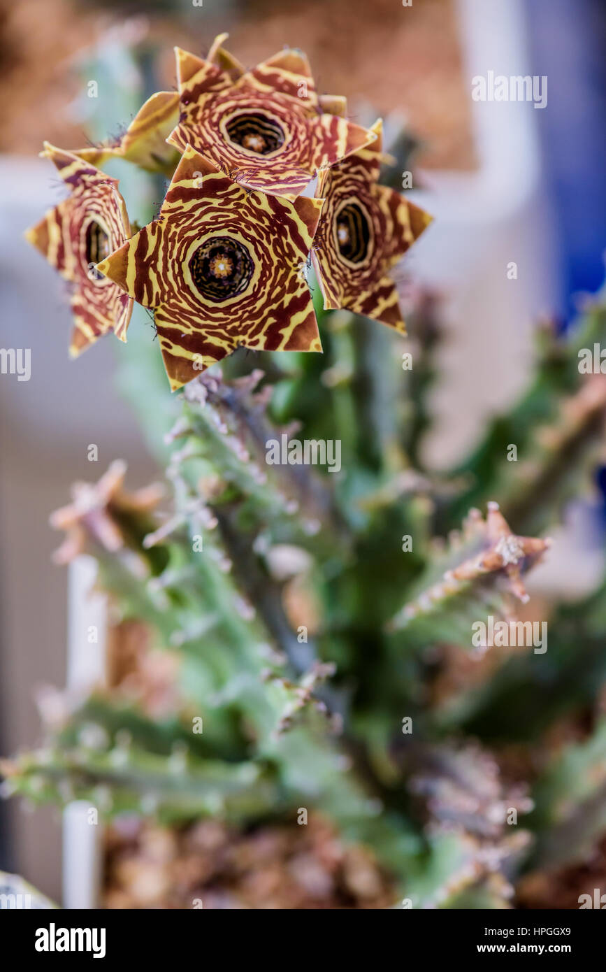 cactus, sugar palm leaf, decoration in the garden Stock Photo - Alamy