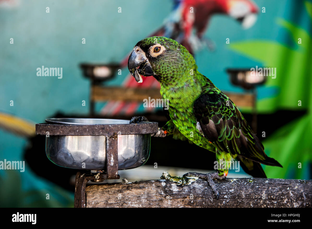 Parrot, lovely bird, animal and pet Stock Photo - Alamy