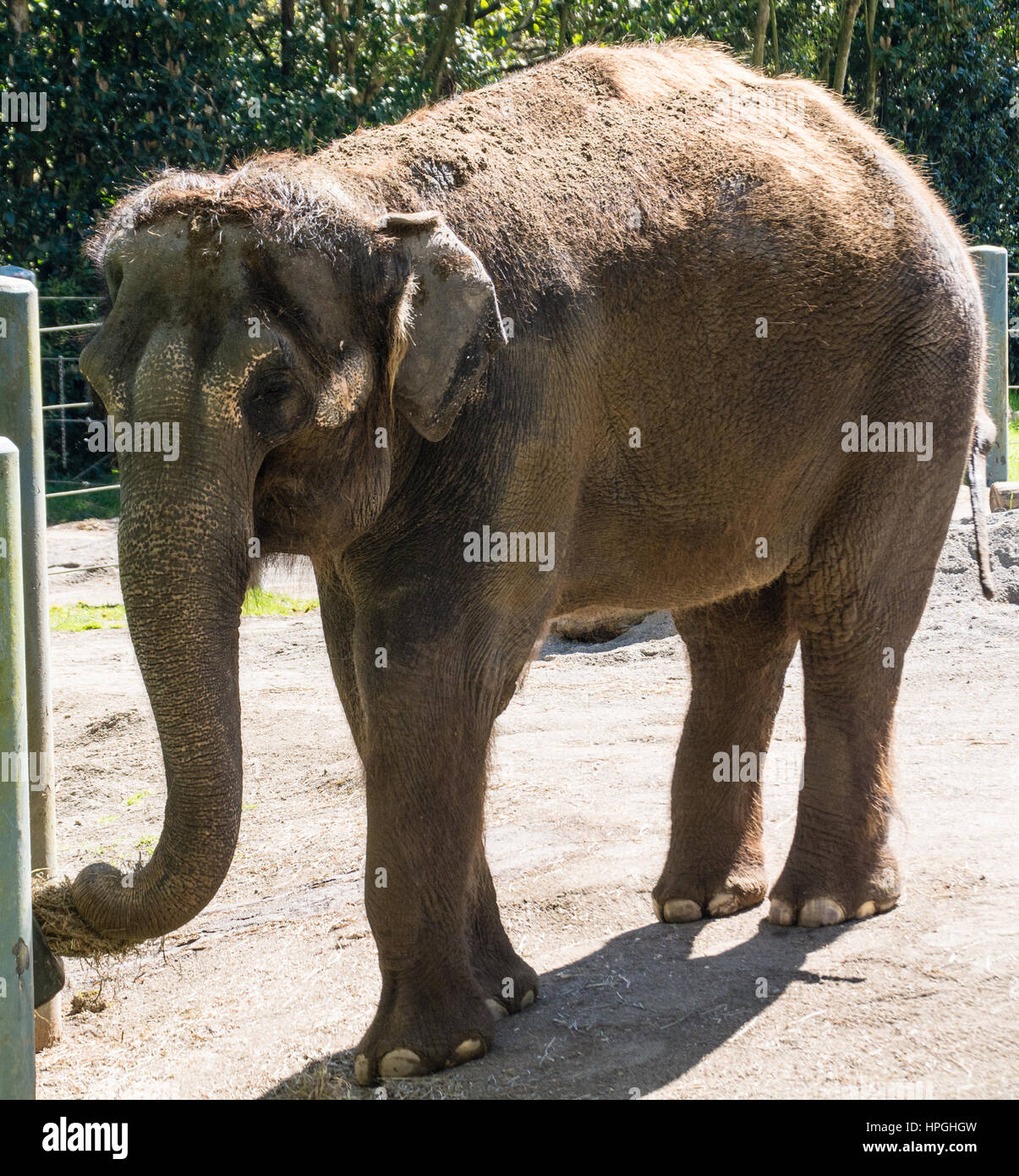 Elephants eating wildlife nature one hi-res stock photography and ...