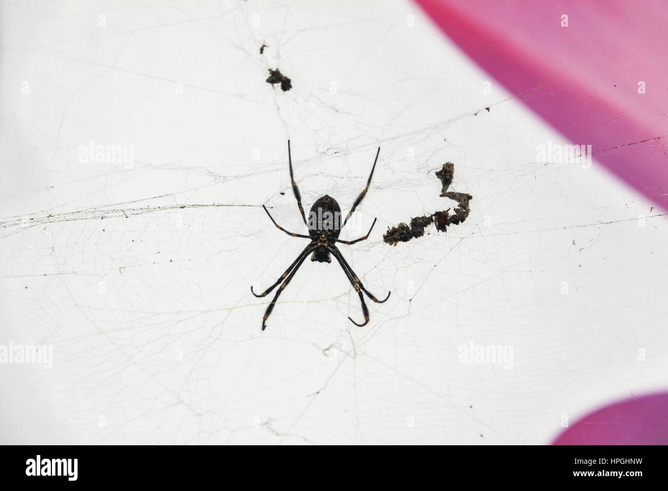 Crawling Arachnid Spider Insect, order Araneae, Webbing Close up on ...