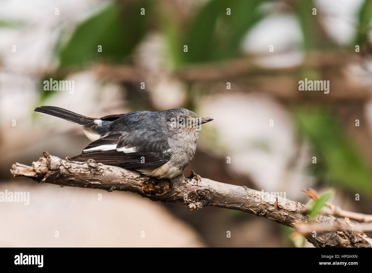 Magpie robin hi-res stock photography and images - Alamy