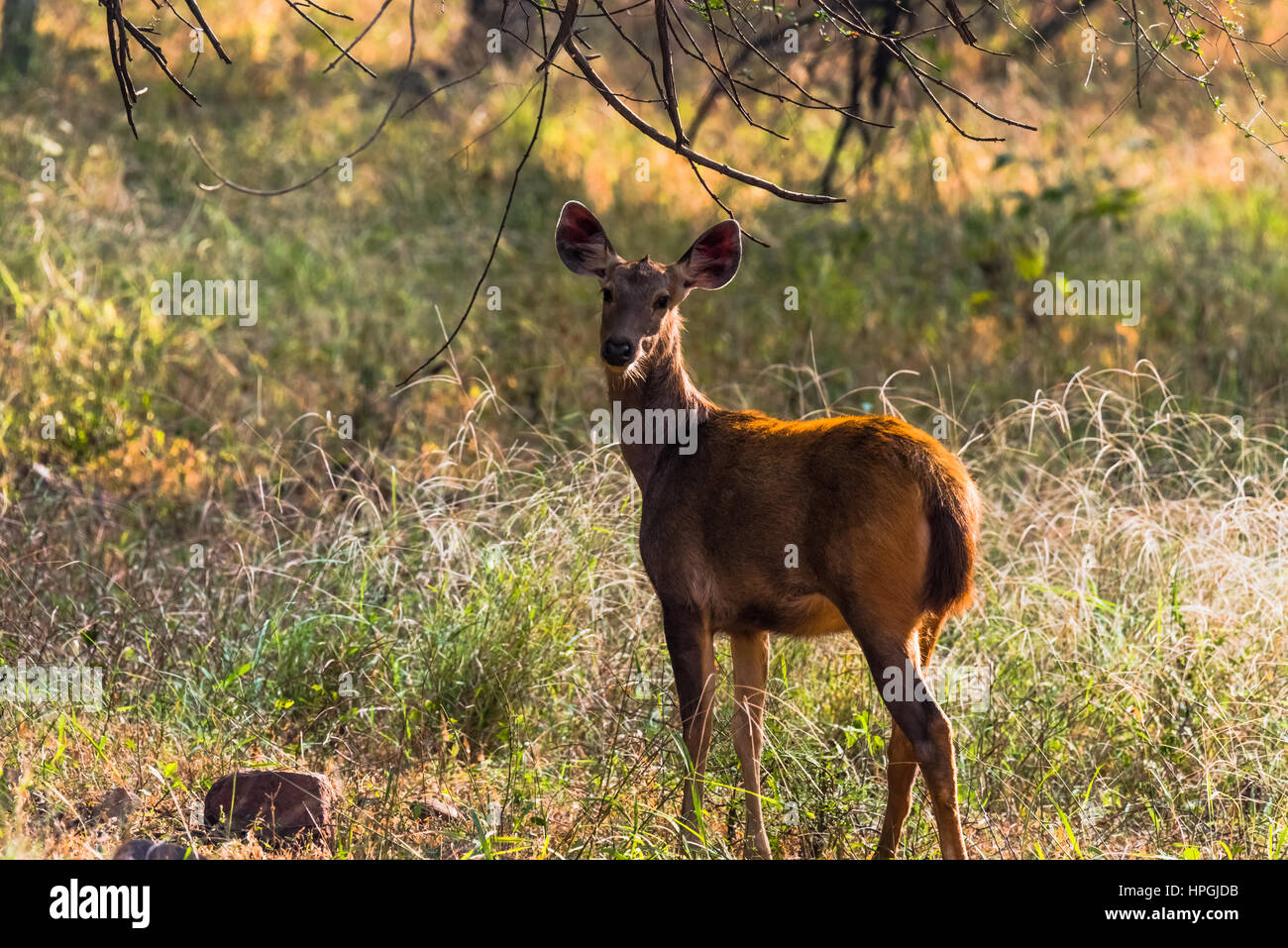 Native asian deer hi-res stock photography and images - Alamy