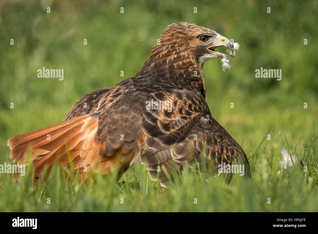 Hawk red beak hi-res stock photography and images - Alamy