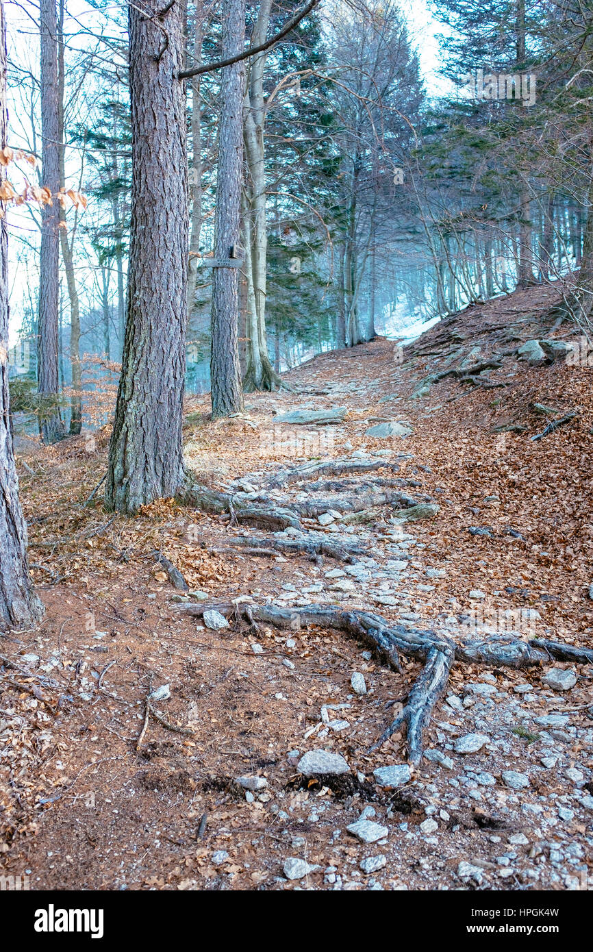 path on the forest Stock Photo - Alamy