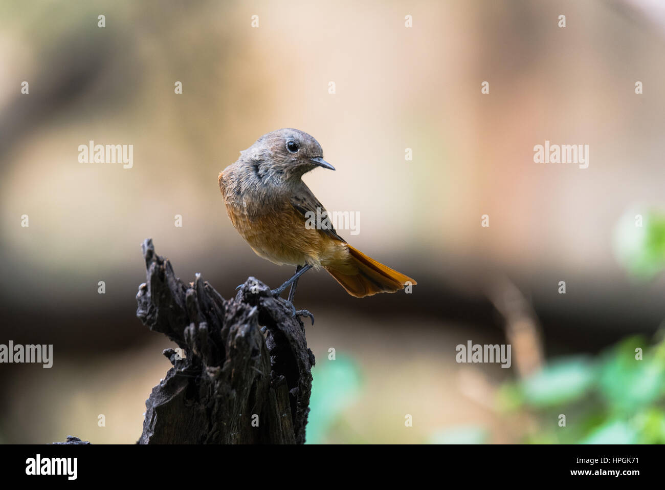 Passerine birds of india hi-res stock photography and images - Alamy