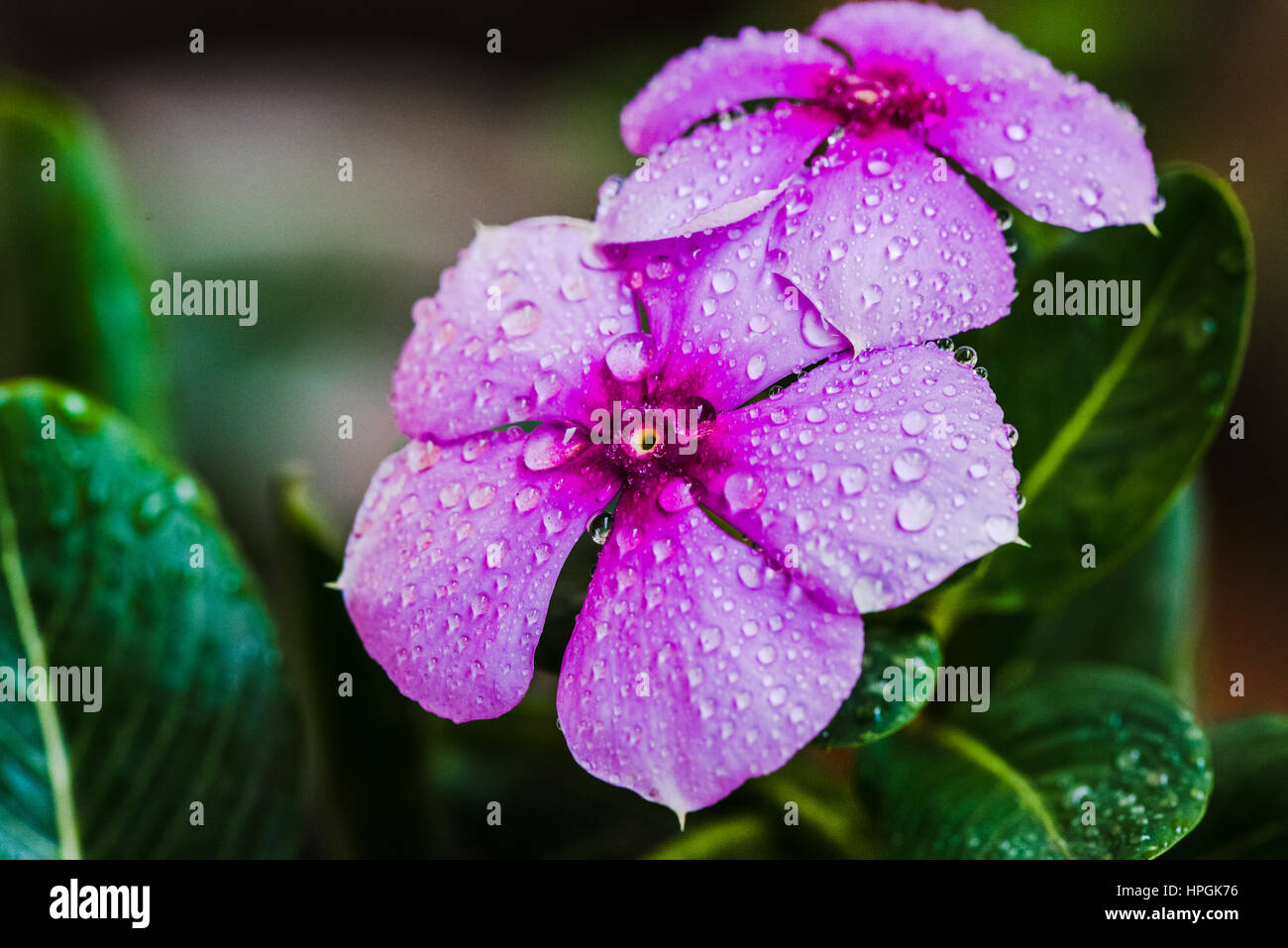 Periwinkle (Vinca minor) a summer flower is a genus of flowering plants ...