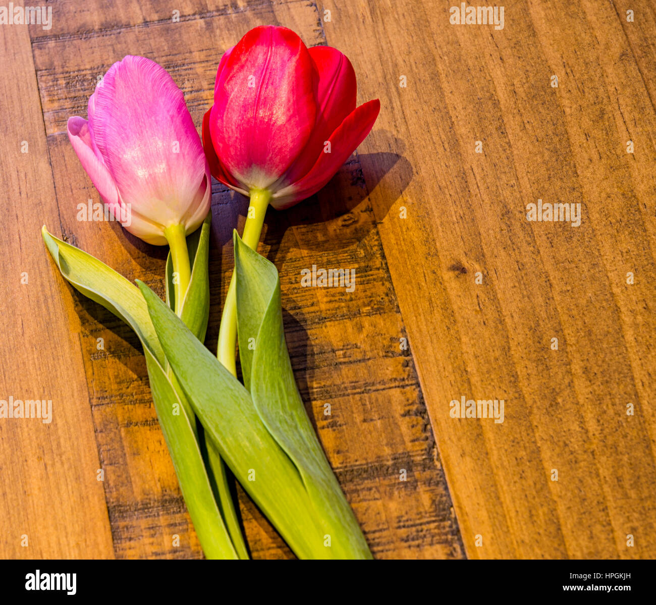 Red and Pink Tulip on a oak table. The Tulips have their stems, Foliage ...