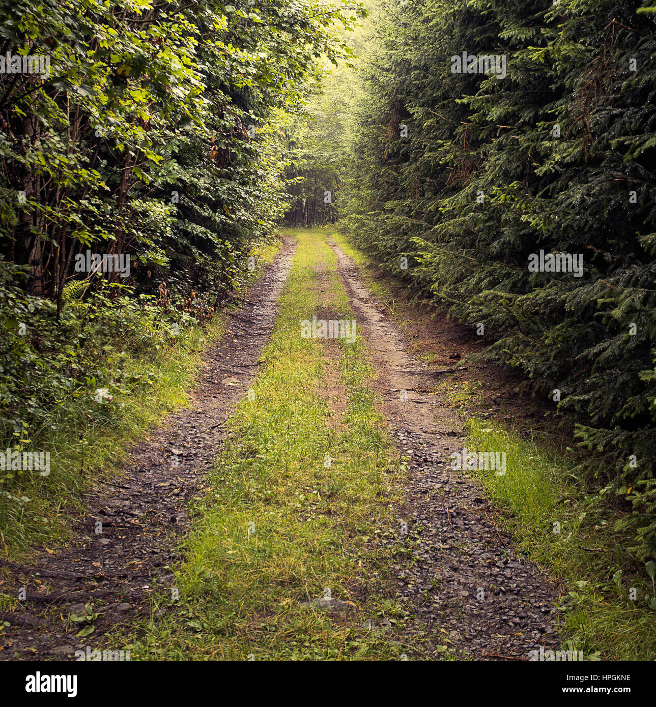 Beaten track through forest in warm tones Stock Photo - Alamy