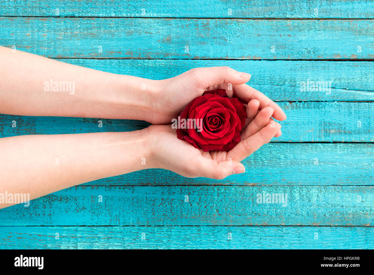 hands holding rose Stock Photo - Alamy