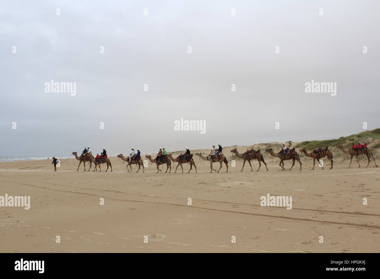 Caravan of ten camels in Anna Bay beach, NSW Australia Stock Photo - Alamy