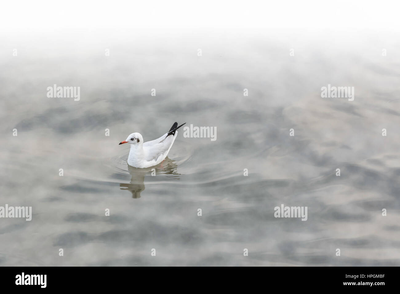 group seagull floating on water and plus fog Stock Photo - Alamy