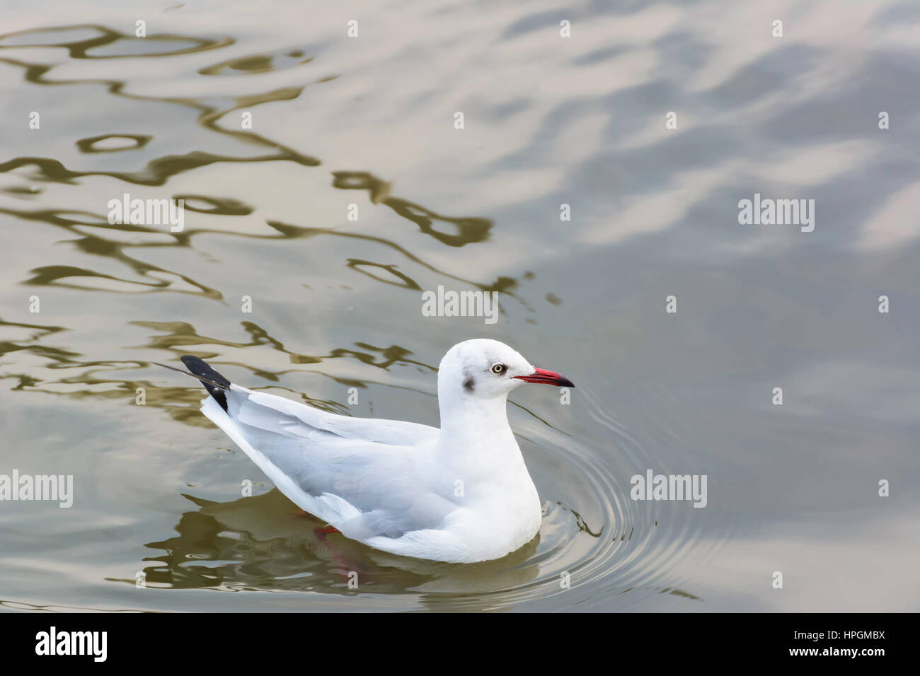 seagull floating on water Stock Photo - Alamy
