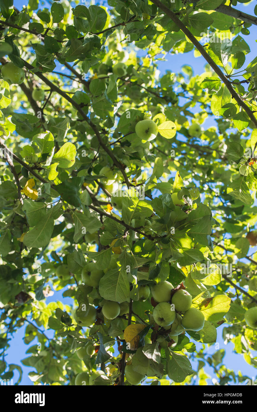 Biology blue green hi-res stock photography and images - Alamy