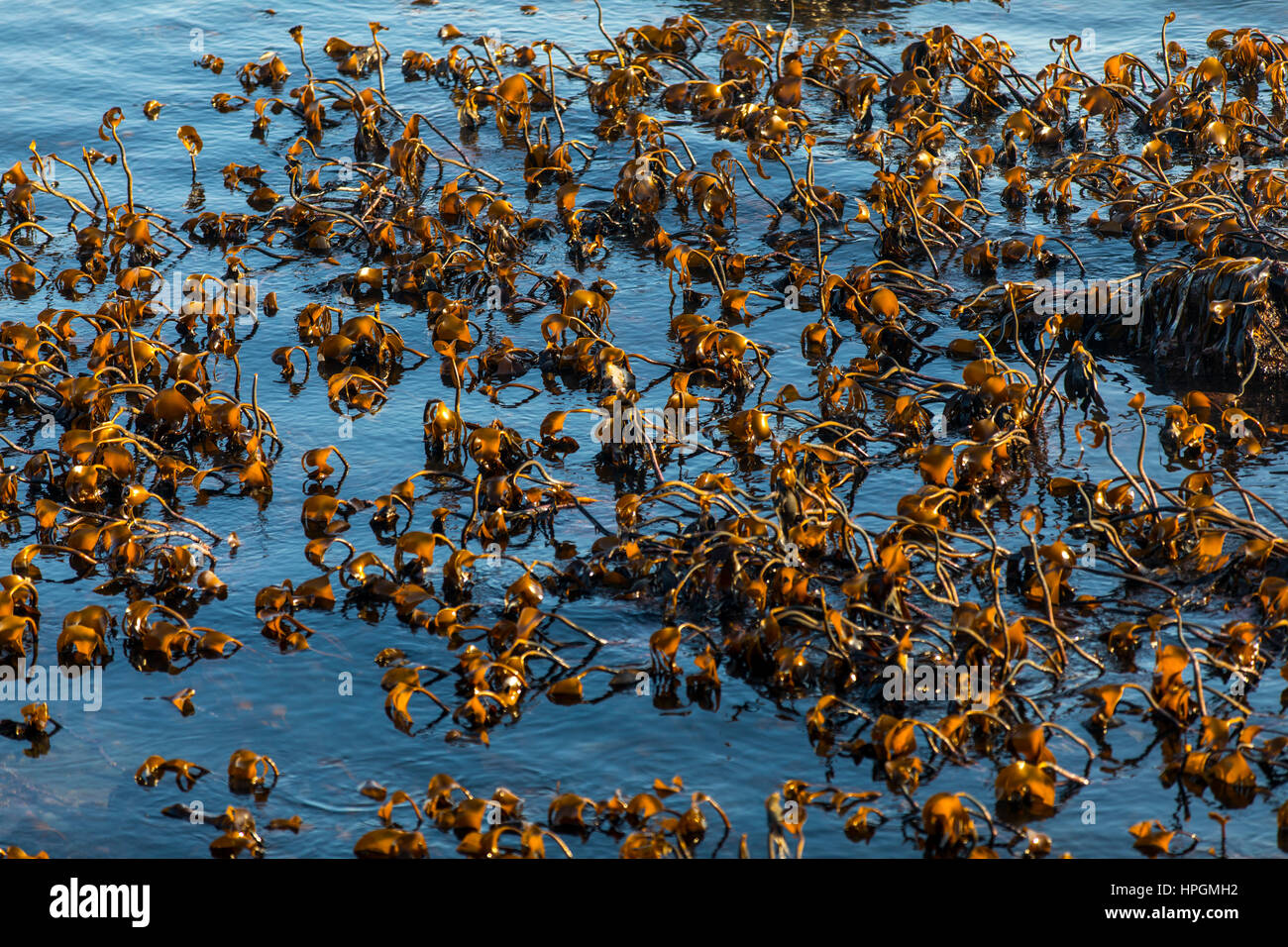 German North Sea, seaweed at low tide Stock Photo - Alamy