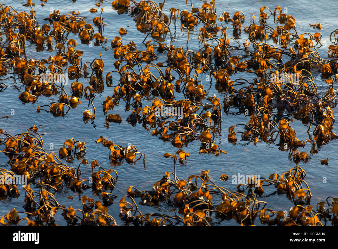 German North Sea, seaweed at low tide Stock Photo - Alamy