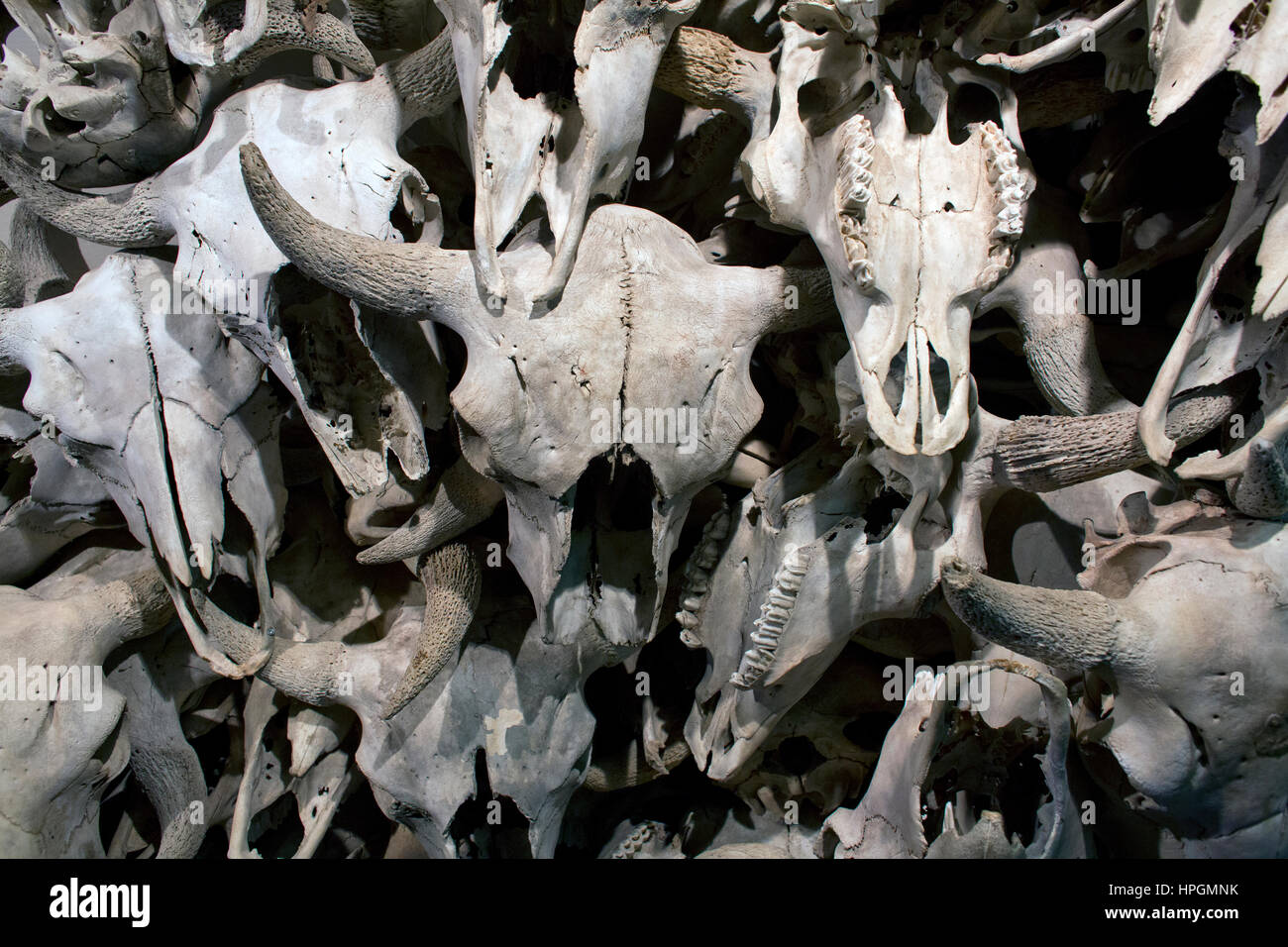 Bison skulls hi-res stock photography and images - Alamy
