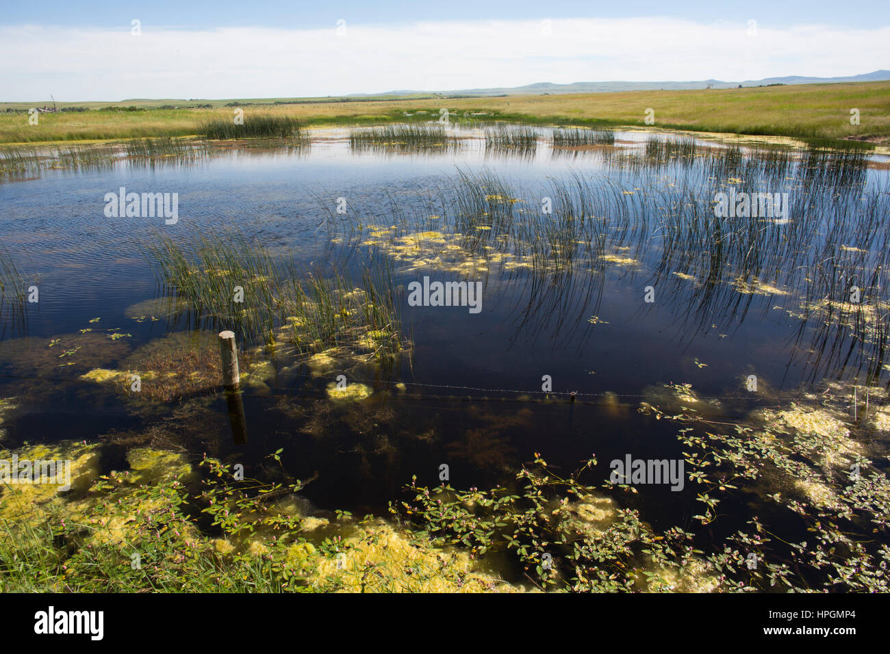 fen in canada Stock Photo - Alamy