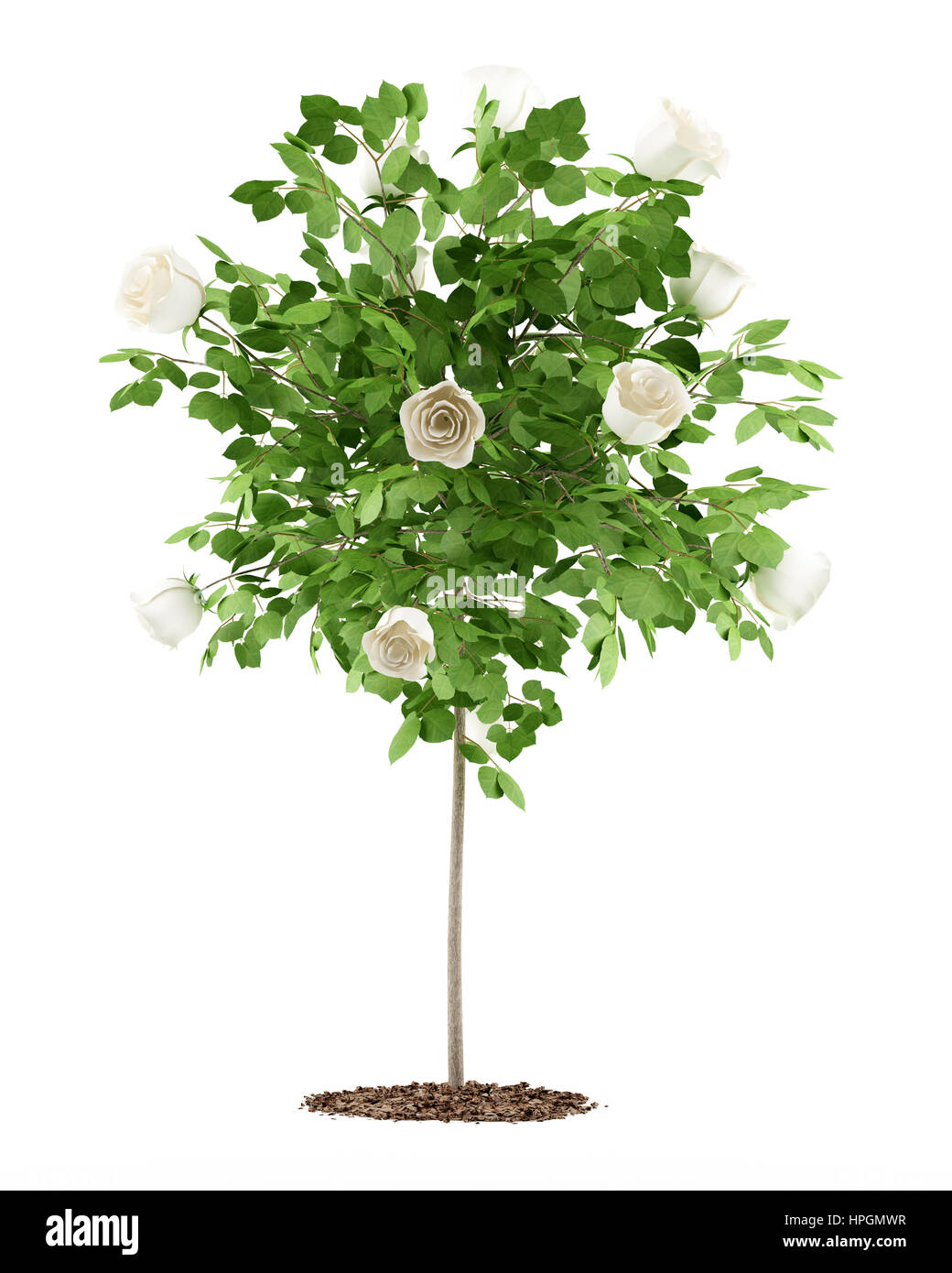 White rose tree hi-res stock photography and images - Alamy