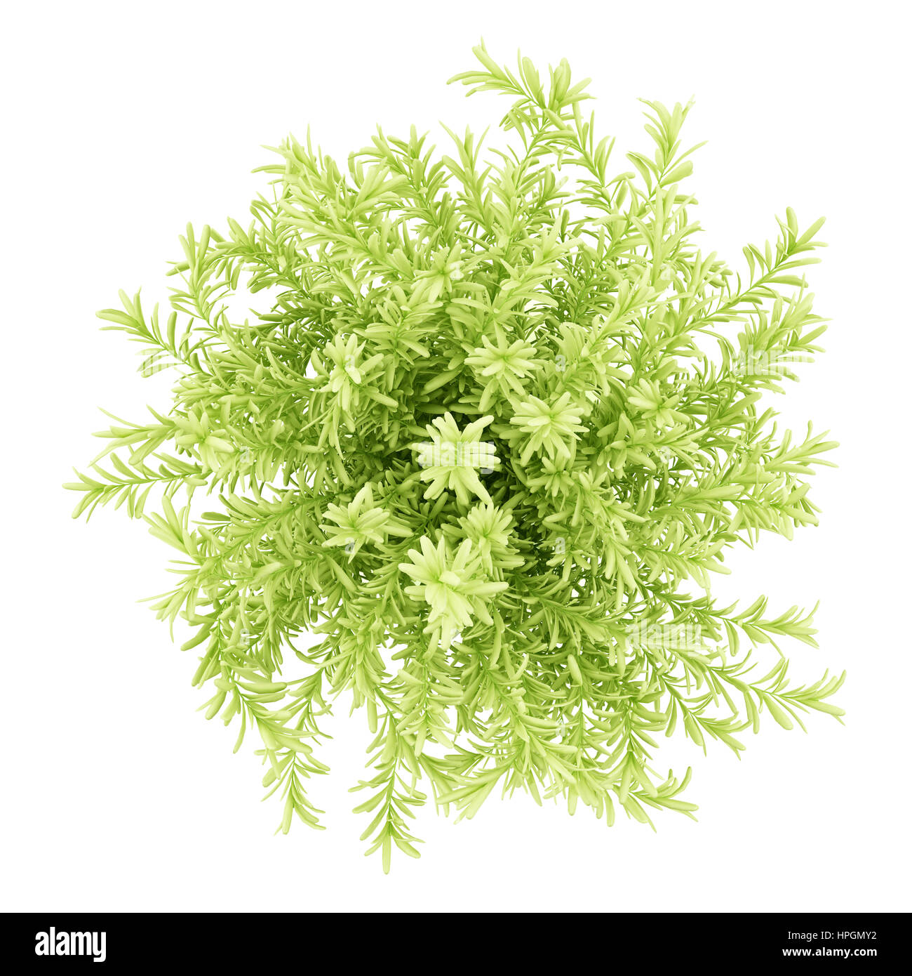 top view of thin leaves sedum plant isolated on white background. 3d ...
