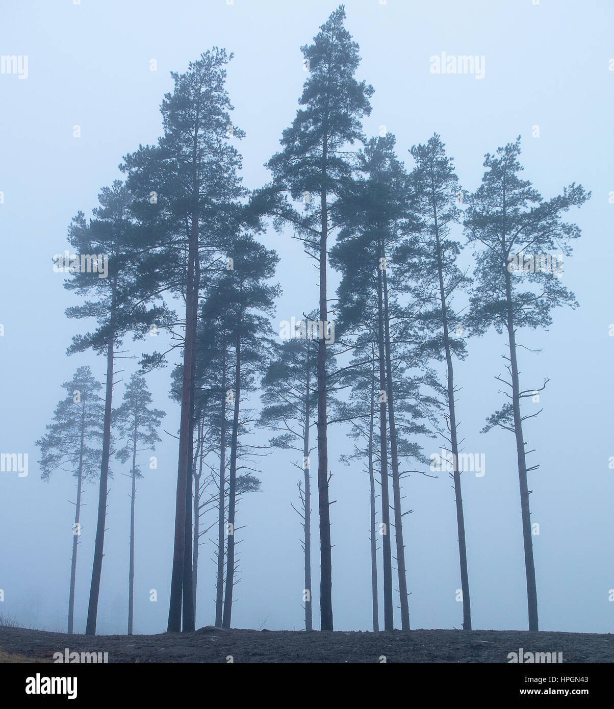 Old mystical tree in fog hi-res stock photography and images - Alamy