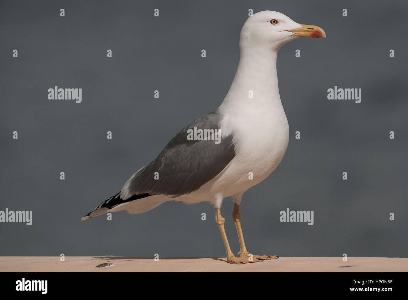 Adult Yellow legged Gull Larus michahellis Gibraltar Stock Photo - Alamy