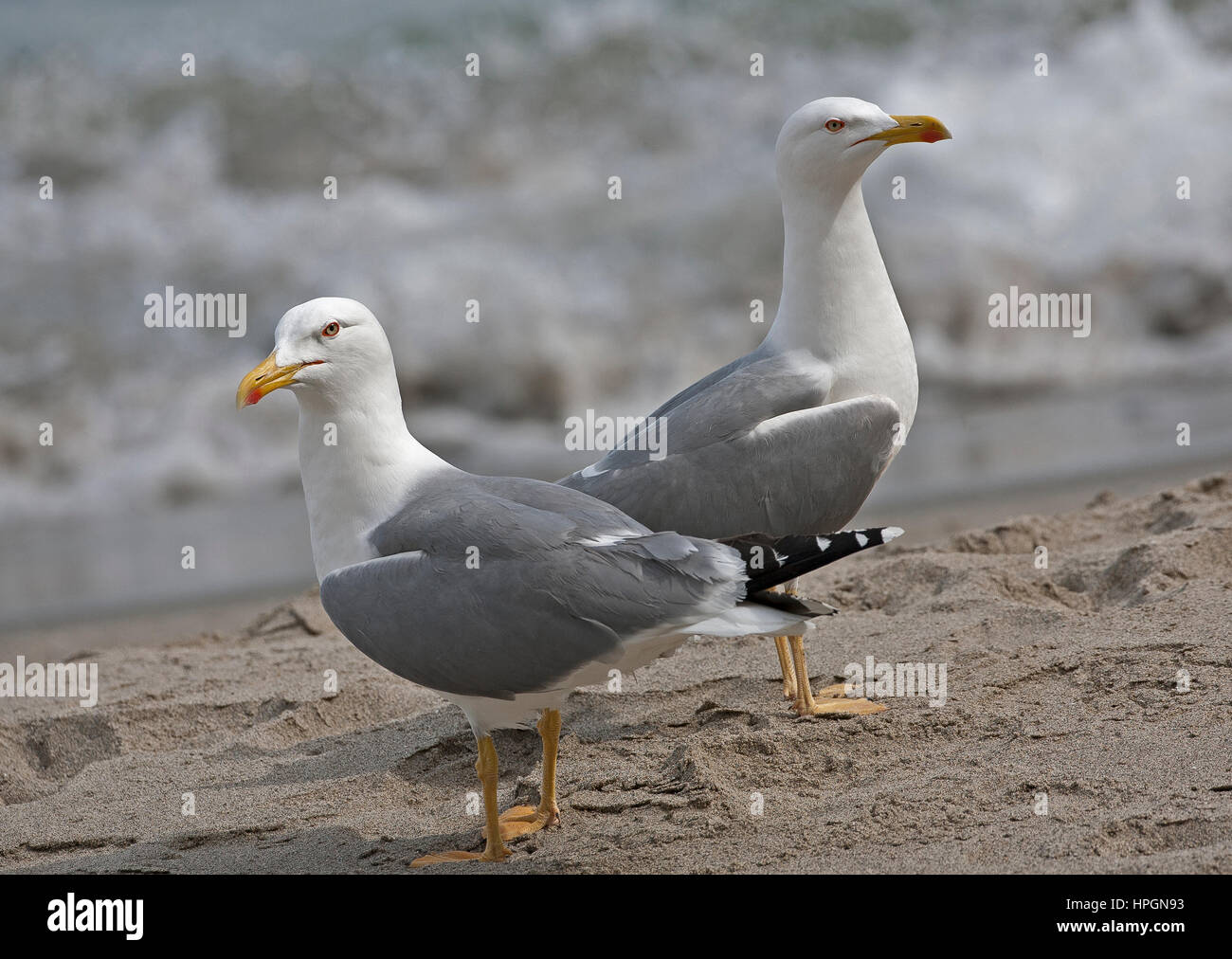 Adult Yellow legged gulls Lara's michahellis stood on beach in ...