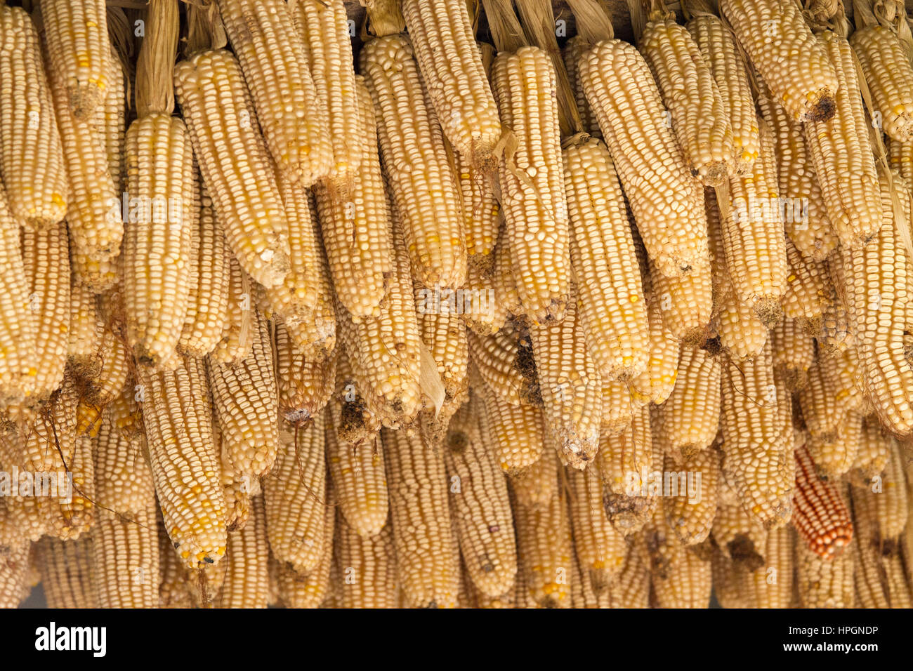 Corn Sun Drying High Resolution Stock Photography and Images - Alamy