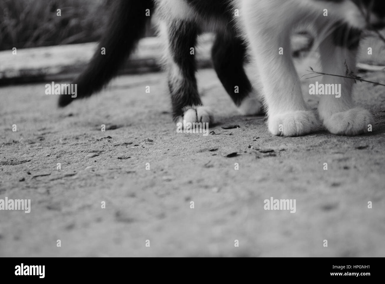 Creeping down cat hi-res stock photography and images - Alamy