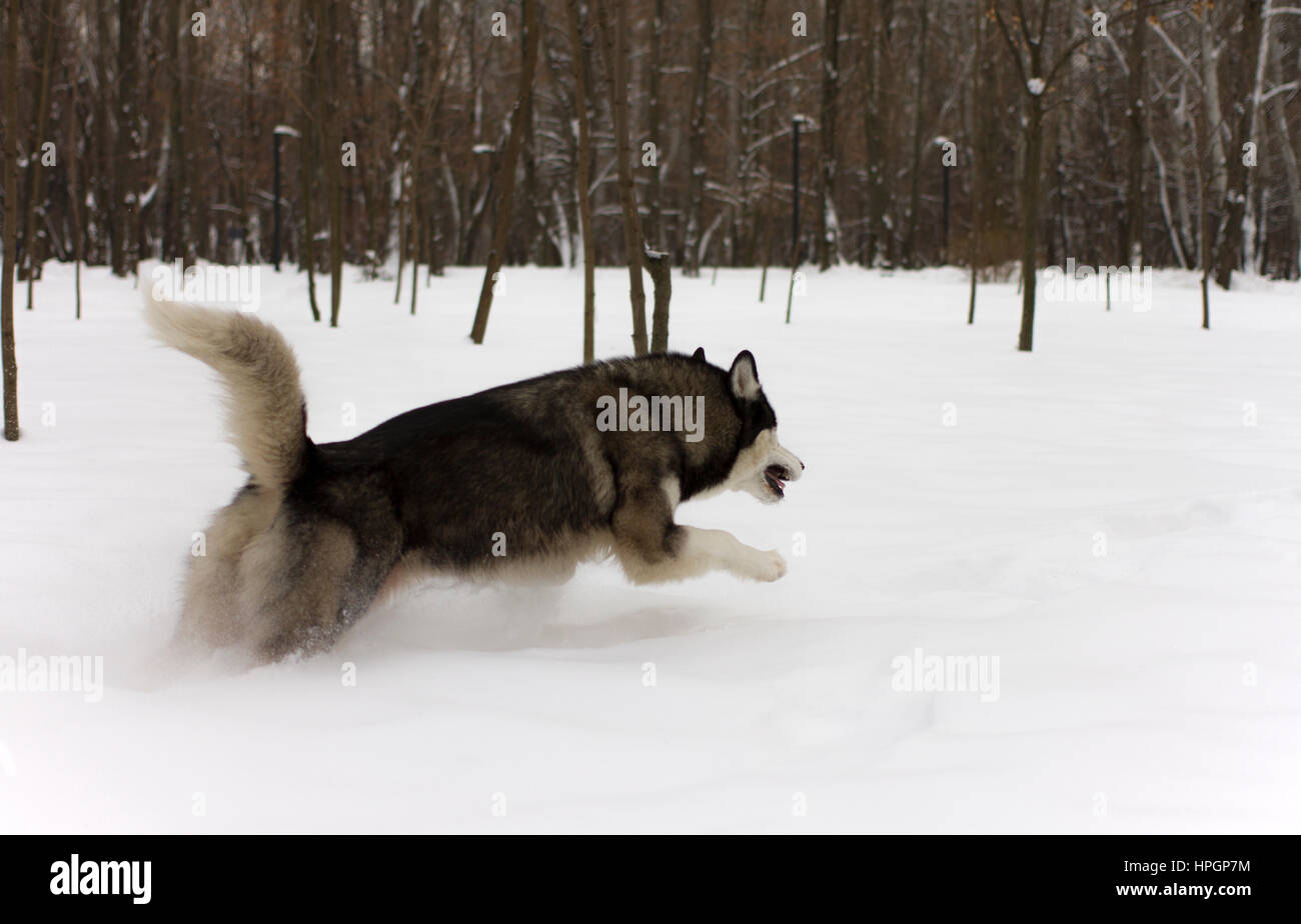 husky snow winter beautiful proud animal wild dog wolf running leaps ...