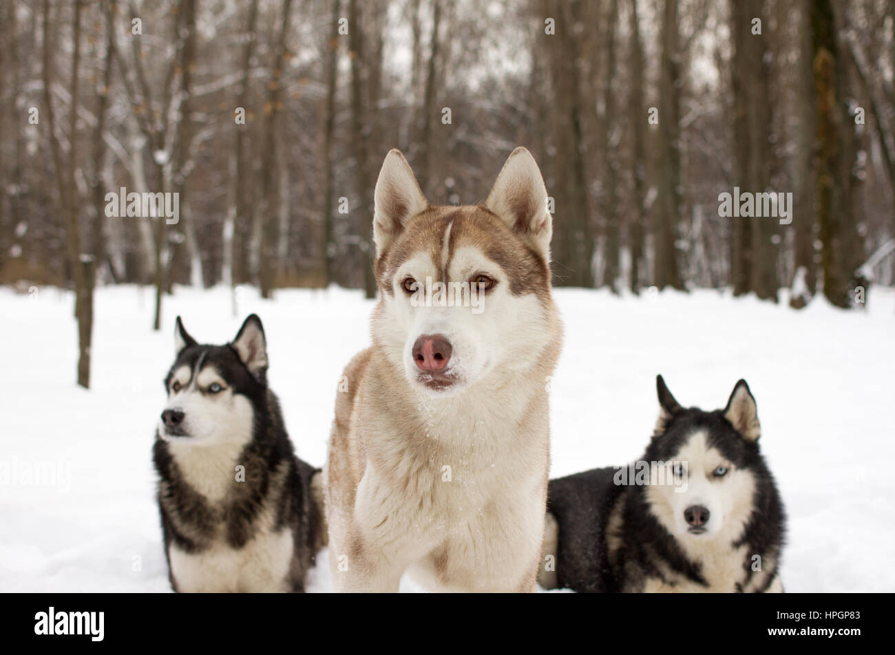 trio husky snow winter beautiful proud animal wild dog wolf Stock Photo ...