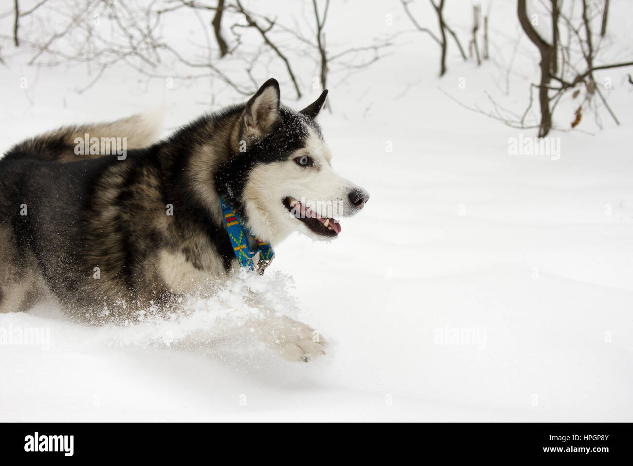 Are Huskies Wild Dogs