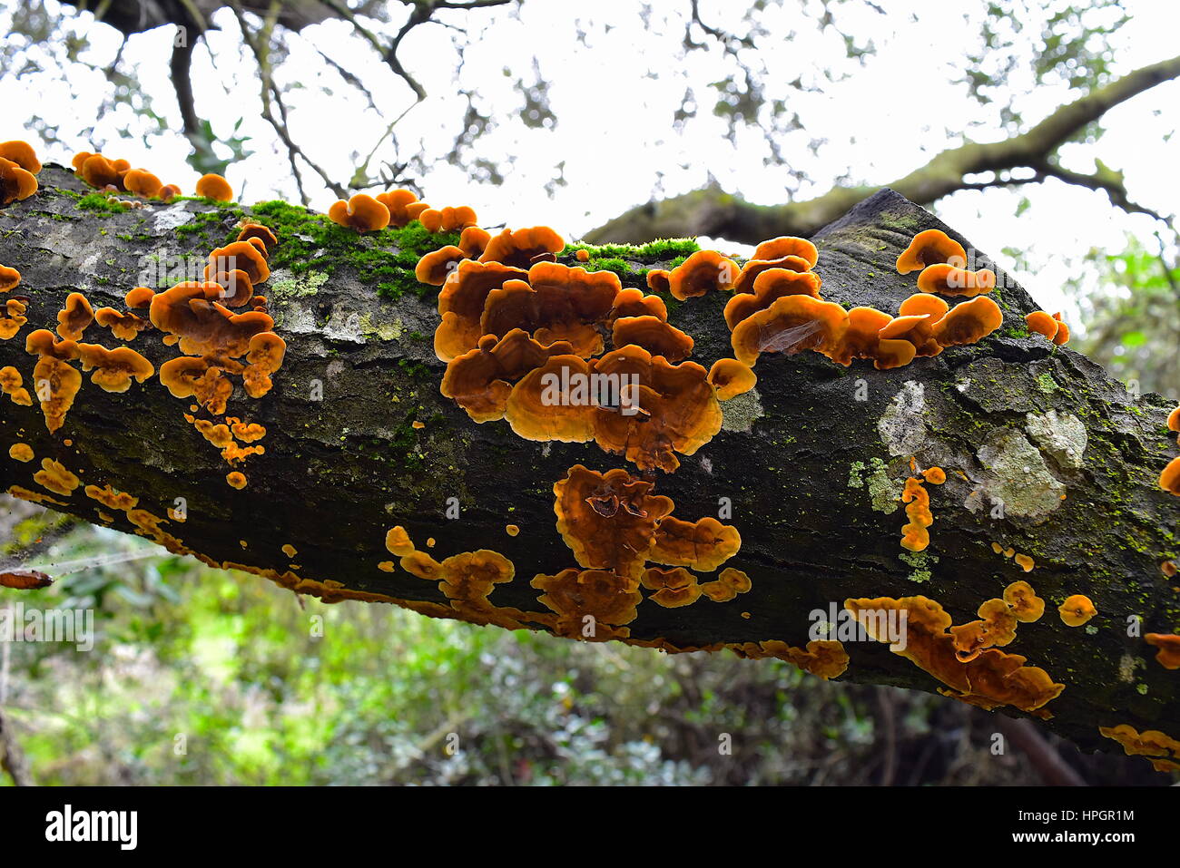 Wood fungus on coast live oak tree, Los Penasquitos Preserve, San Diego ...