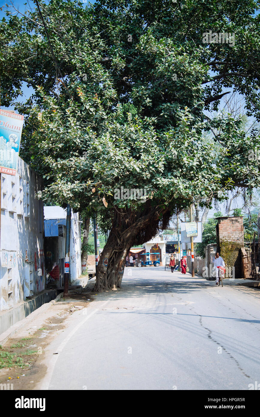 Banyan tree india hi-res stock photography and images - Alamy