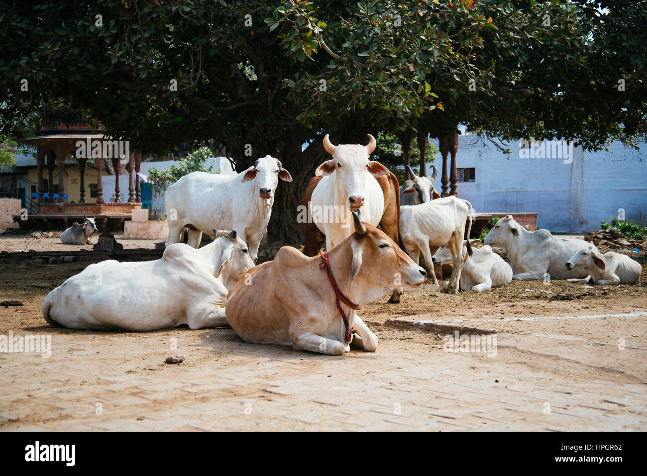 Herd of cows relaxing in Vrindavan, India Stock Photo - Alamy