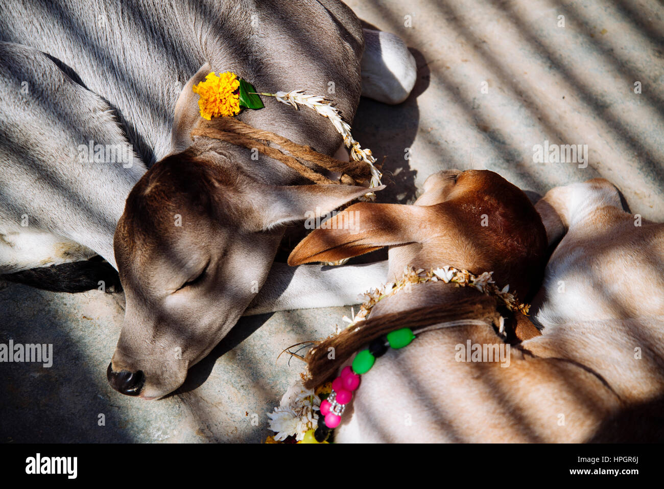 Calf shadow hi-res stock photography and images - Alamy