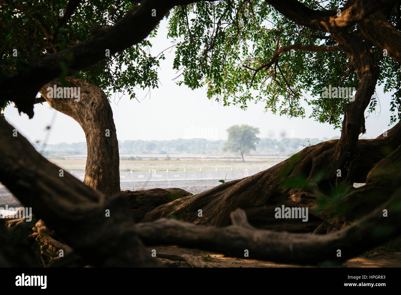 India tree worship hi-res stock photography and images - Alamy
