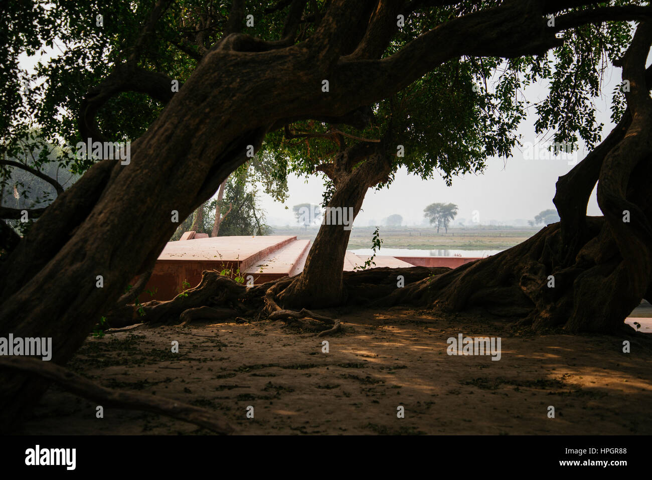 Sacred Grove India High Resolution Stock Photography and Images - Alamy