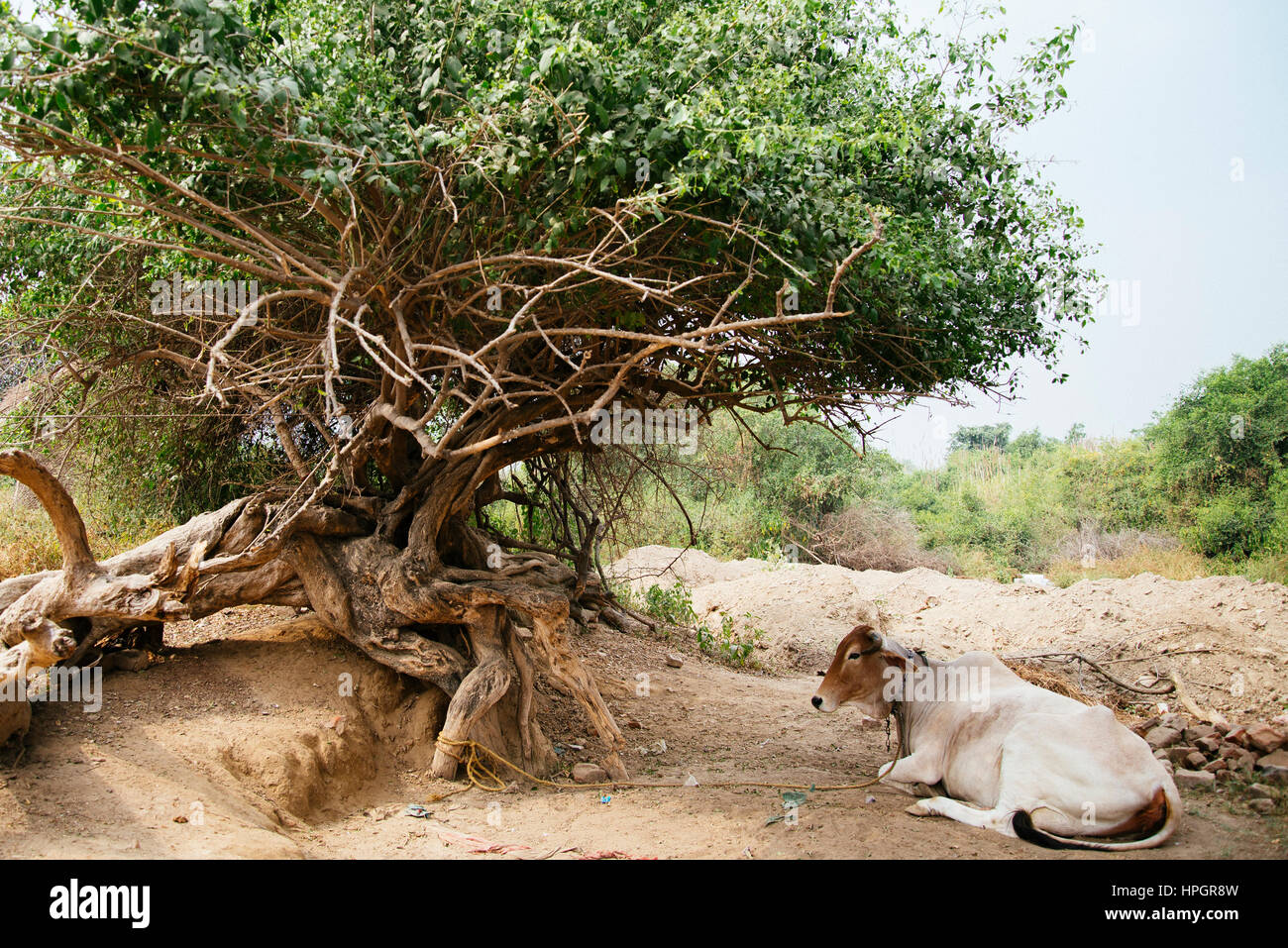 Cow under tree in village, Vrindavan, India Stock Photo - Alamy
