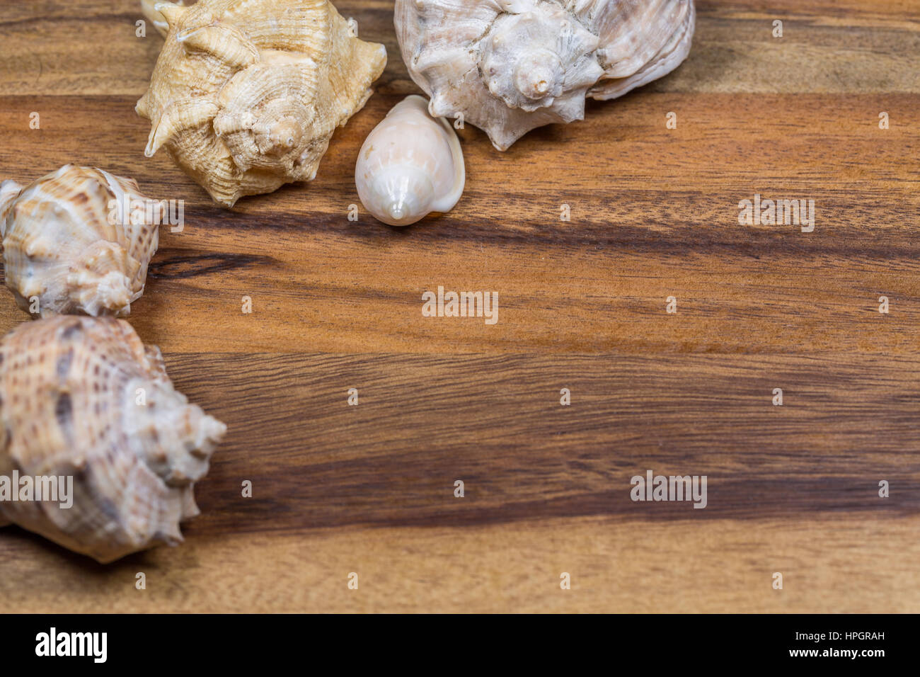 Natural seashells hi-res stock photography and images - Alamy