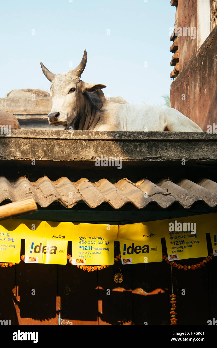 Cow on phone shop roof, Puri, India Stock Photo - Alamy
