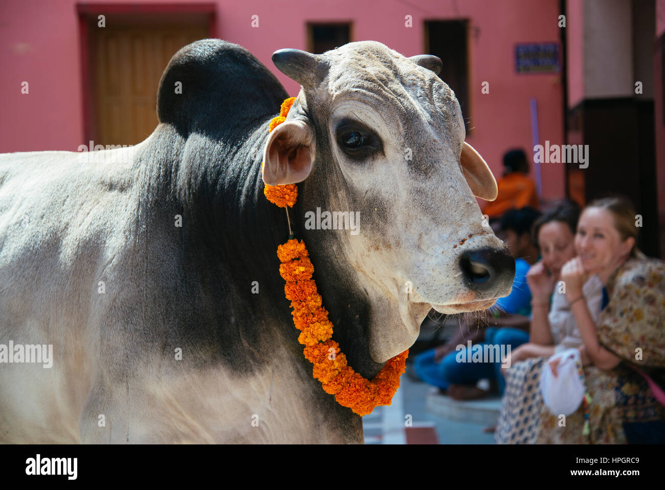 Temple cow and devotees, Puri, India Stock Photo - Alamy