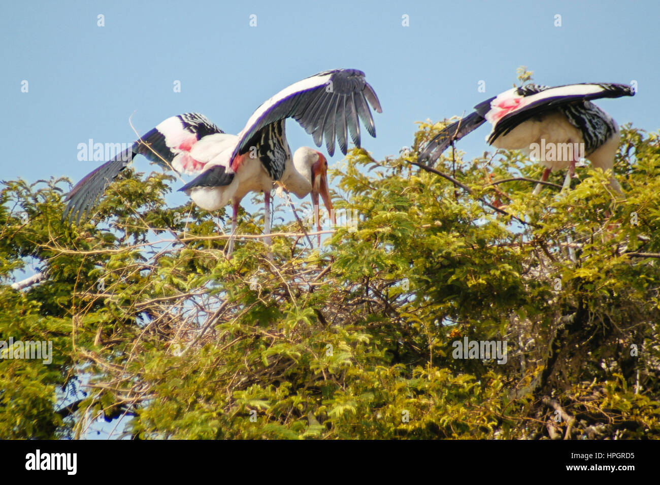 Two Siberian cranes in a tree, India Stock Photo - Alamy
