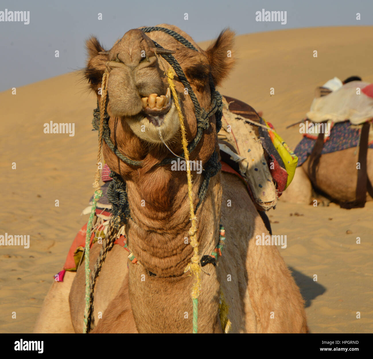 Camel Close Up Stock Photo - Alamy