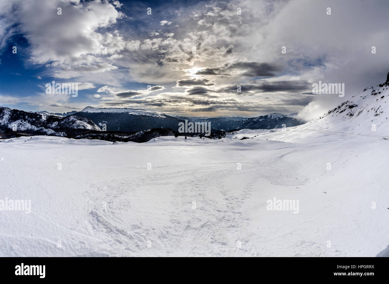 Plain martin hi-res stock photography and images - Alamy