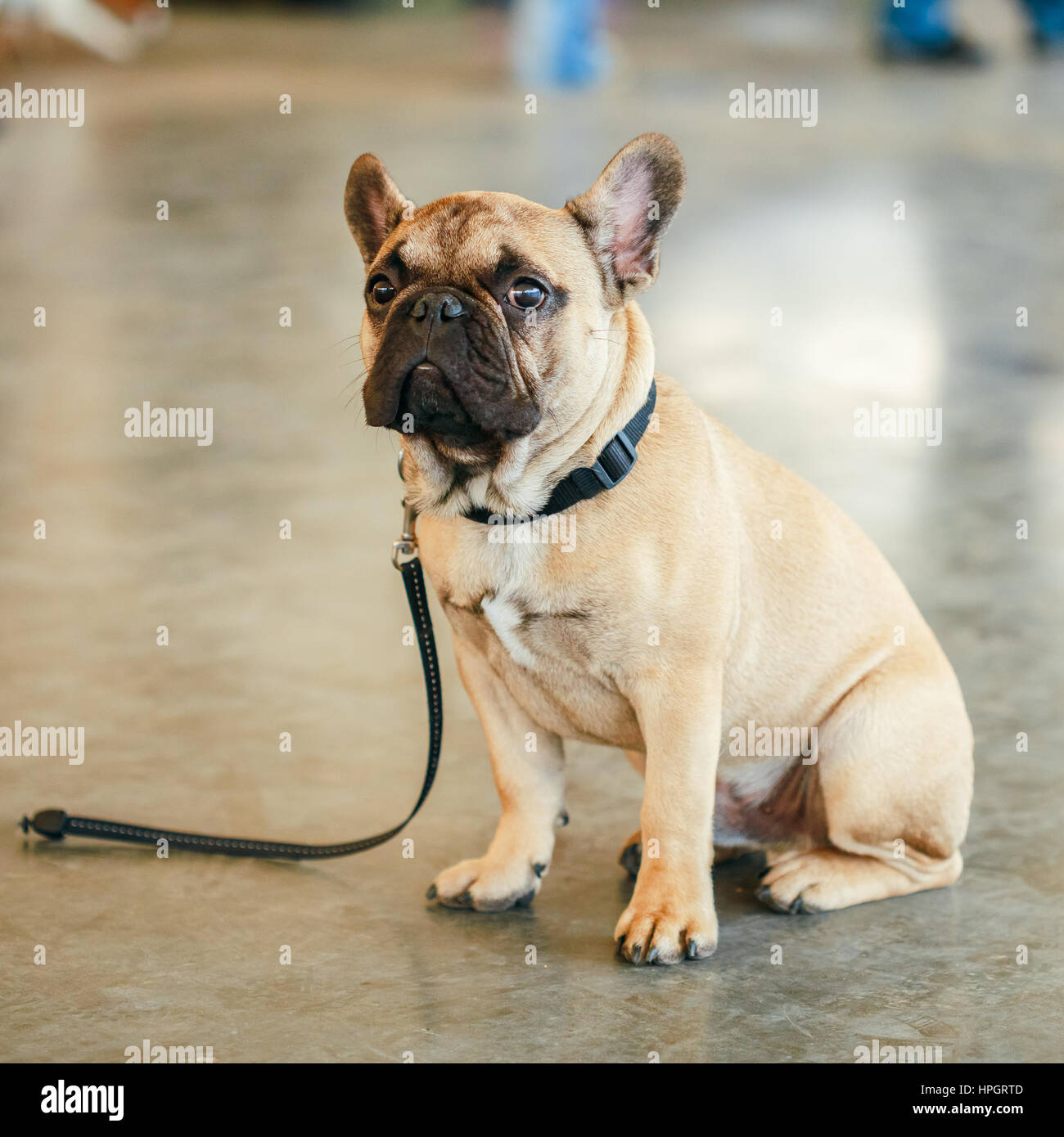 Lost Sad Dog French Bulldog sitting on floor Stock Photo - Alamy