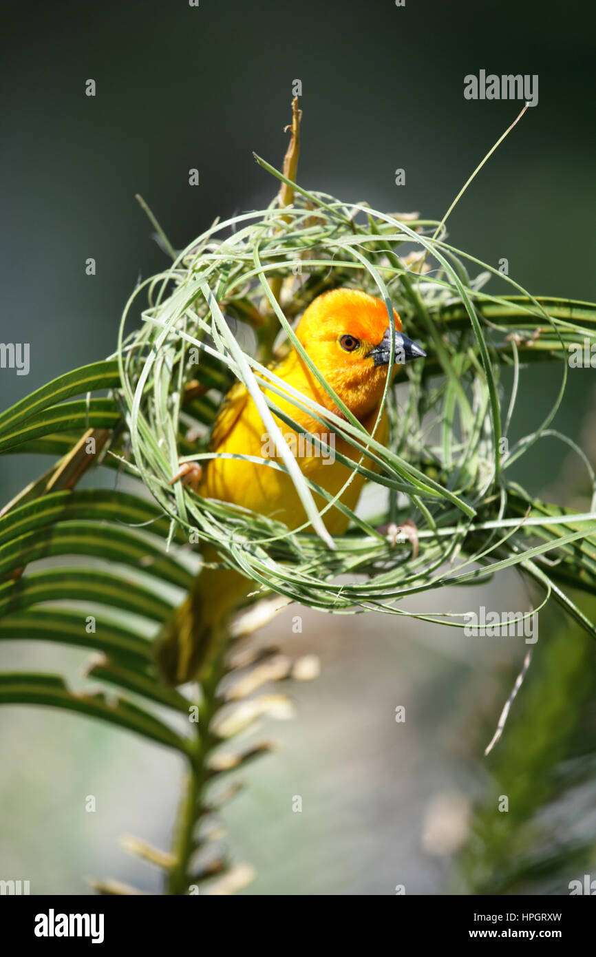 Golden Palm Weaver bird peering from a half constructed nest.- Kenya ...