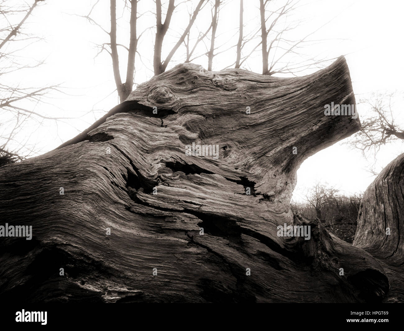 Close up detatails of dead fallen trees Stock Photo - Alamy