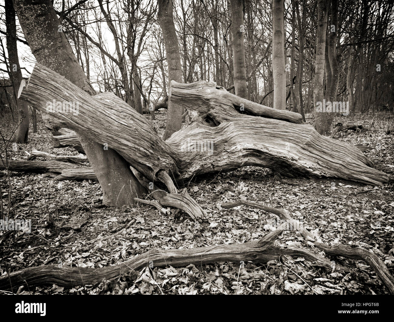 Close up detatails of dead fallen trees Stock Photo - Alamy